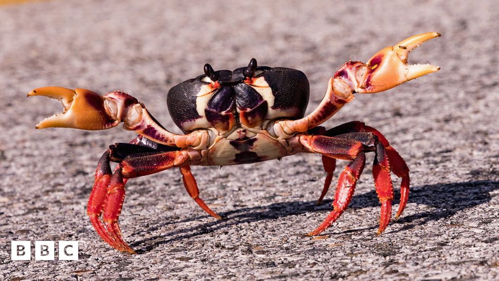 Millions of crabs begin their annual migration in Cuba - BBC Newsround