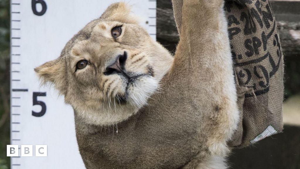 In Pictures: How do you measure a lion? The London zoo weigh-in - BBC ...