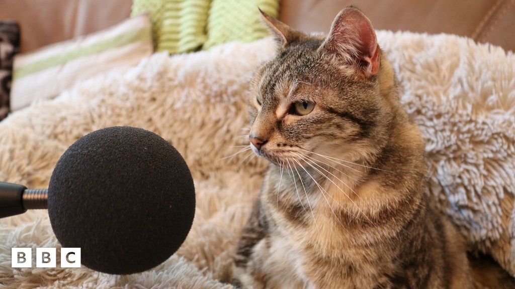 Purrfect! Cat breaks record for loudest purr - BBC Newsround