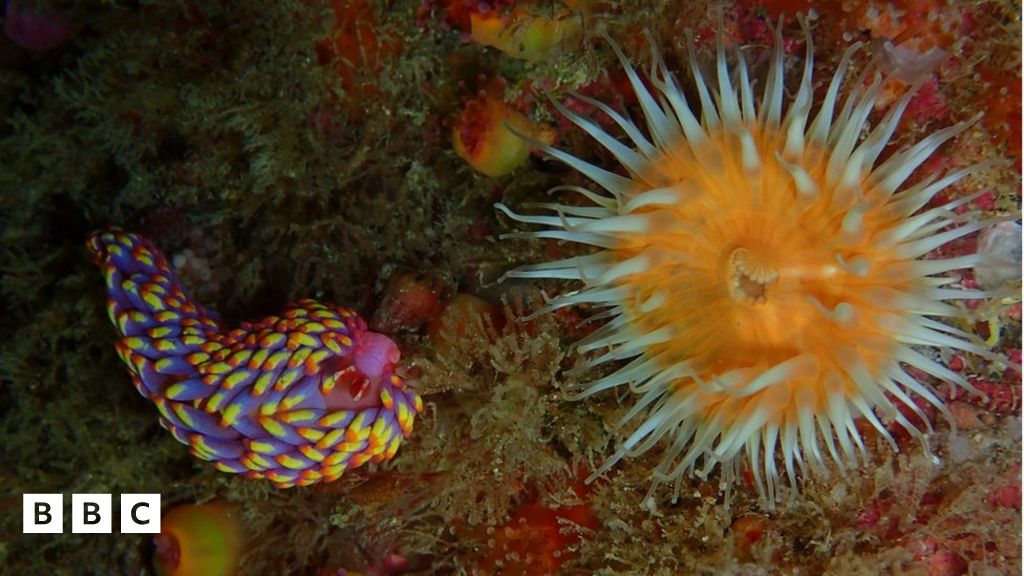 Rare multi-coloured sea slug spotted in UK for first time - BBC Newsround
