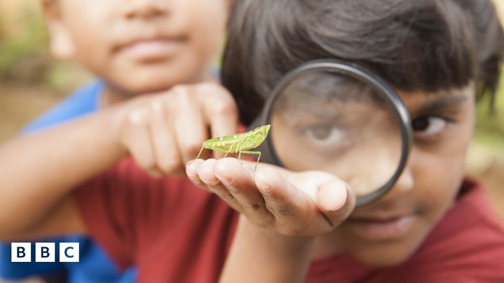 Bugs: Why are they are so important to our environment? - BBC Newsround