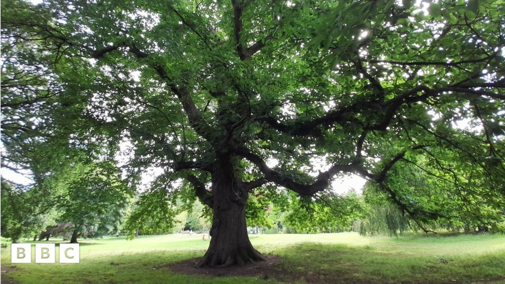 Which tree won tree of the year 2023? - BBC Newsround