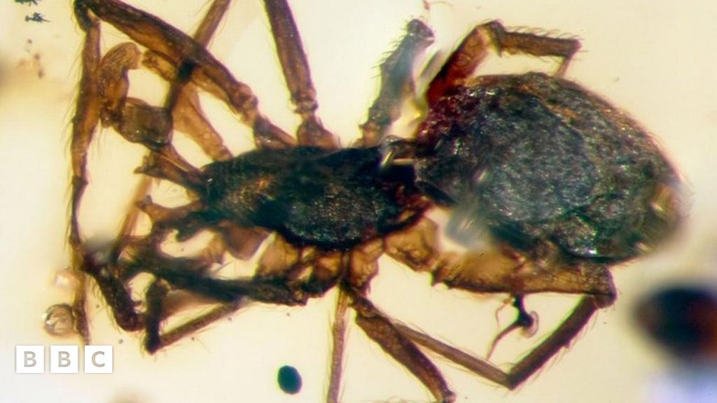 New armoured spider discovered in prehistoric amber - BBC Newsround