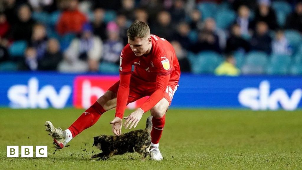 Pitch invasion cat was missing for months - BBC Newsround