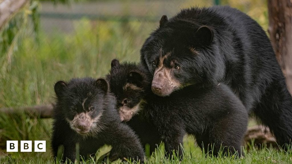 Chester Zoo has welcomed twin bear cubs! - BBC Newsround