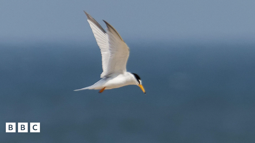 Rare seabird colony has best breeding season in 26 years - BBC Newsround