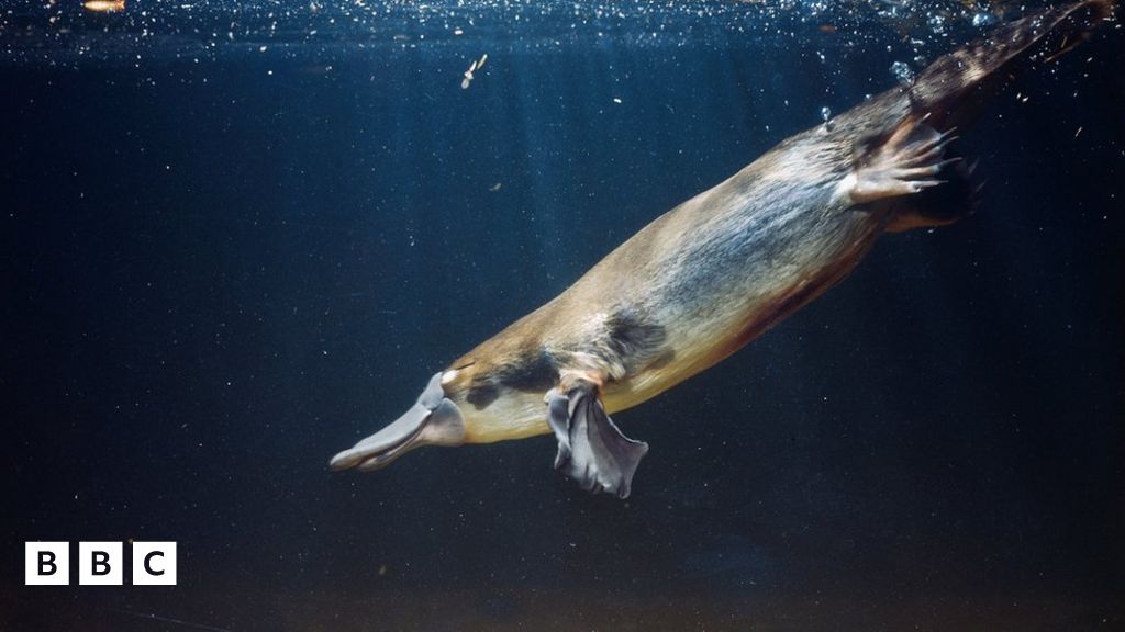 Scientists discover that platypus fur glows under UV light - BBC Newsround