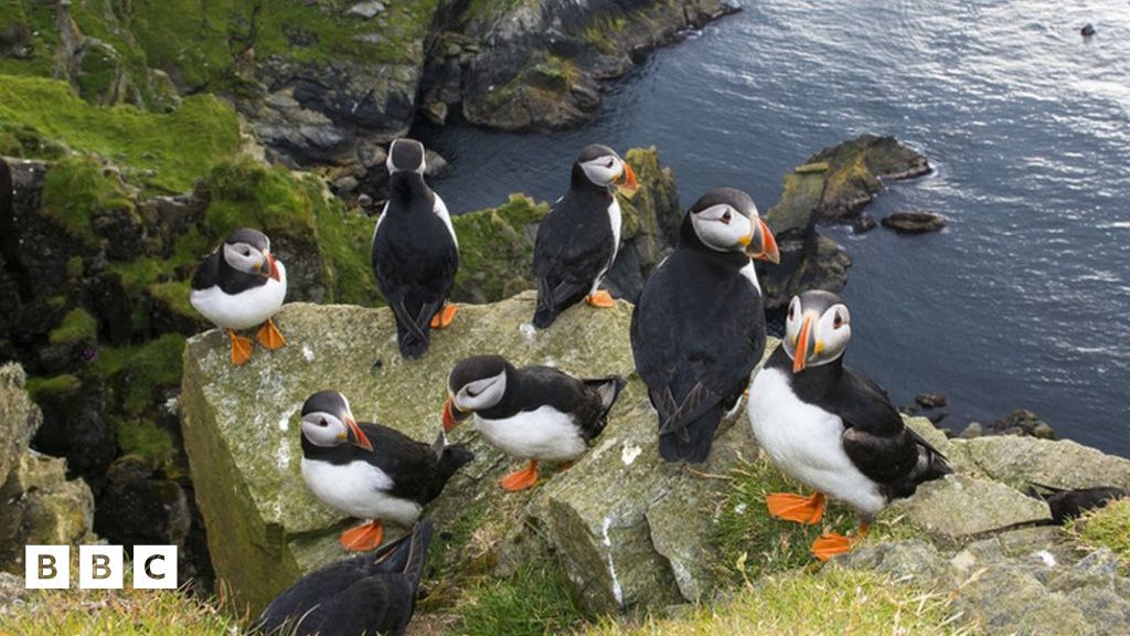 UK wildlife: Perfect puffin photos as season ends - BBC Newsround