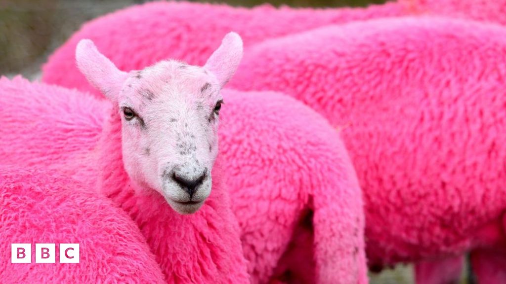 Animal rights: The problem with these pink sheep - BBC Newsround