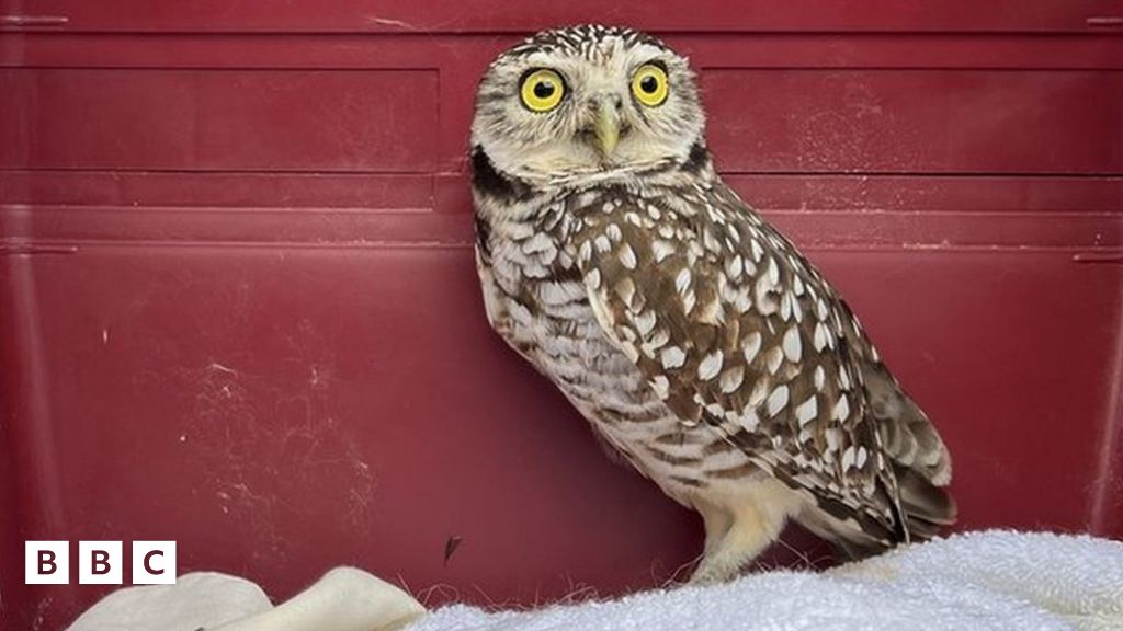 Owl has hoot escaping on a cruise - BBC Newsround