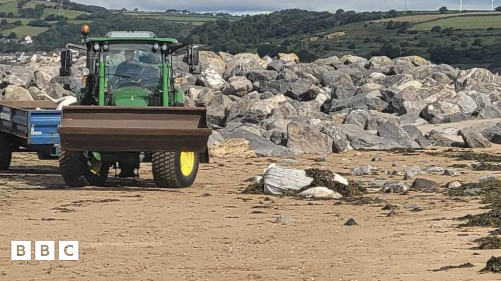 Symud ceffylau marw oedd wedi dod i'r lan yn Llanelli - BBC Cymru Fyw