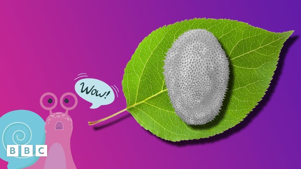 Check out this 500-million year old spiny slug! - BBC Newsround