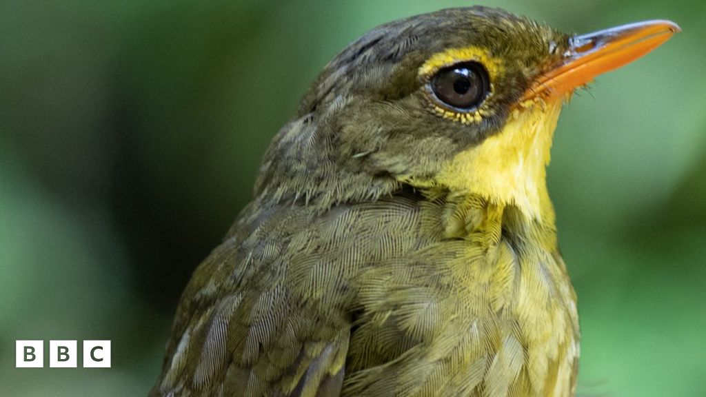 Dusky tetraka: Songbird feared extinct spotted in Madagascar - BBC ...