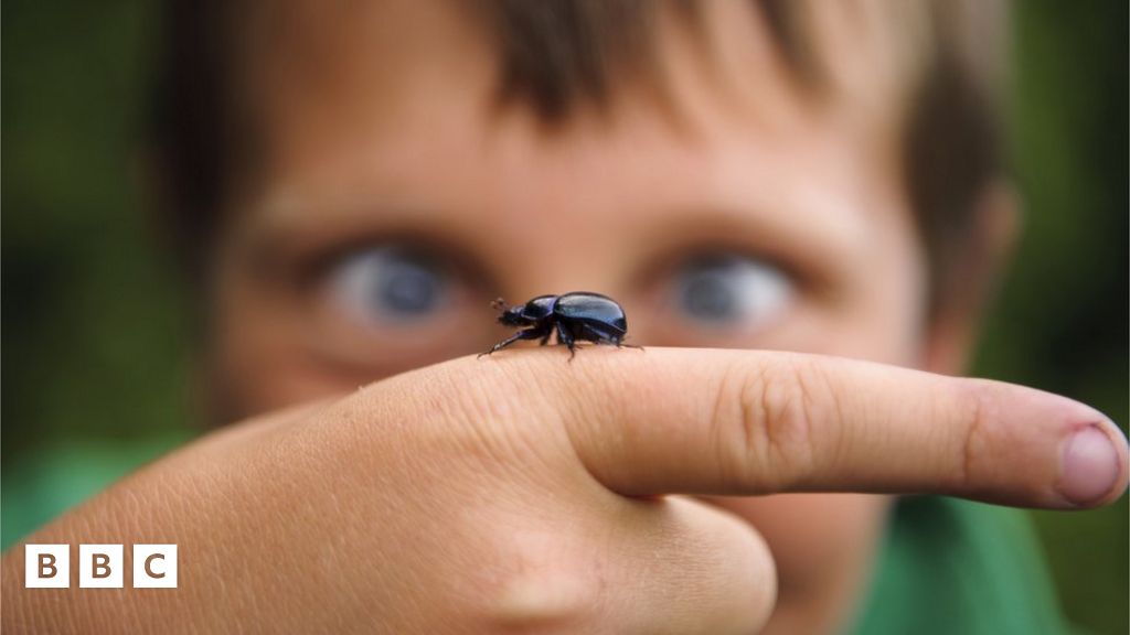 Bug splat app wants you to count the critters on your car - BBC Newsround