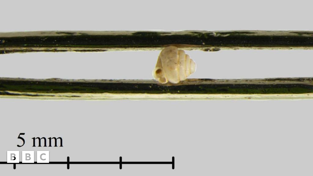 New species of tiny snail found in China - BBC Newsround