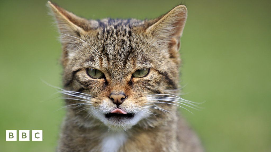 Wildcats to be re-introduced to Devon and Cornwall - BBC Newsround