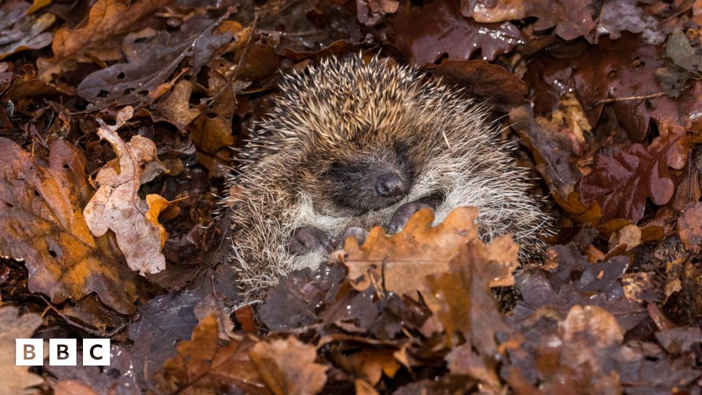 What is hibernation, and which animals are getting ready now? - BBC ...