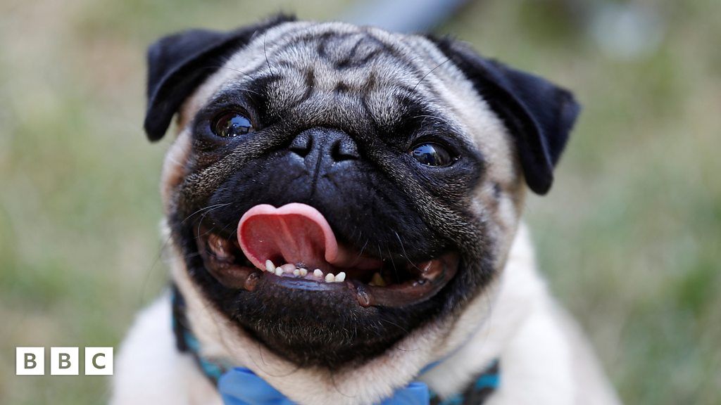 Dog breeding: Why can exaggerated features be a problem? - BBC Newsround