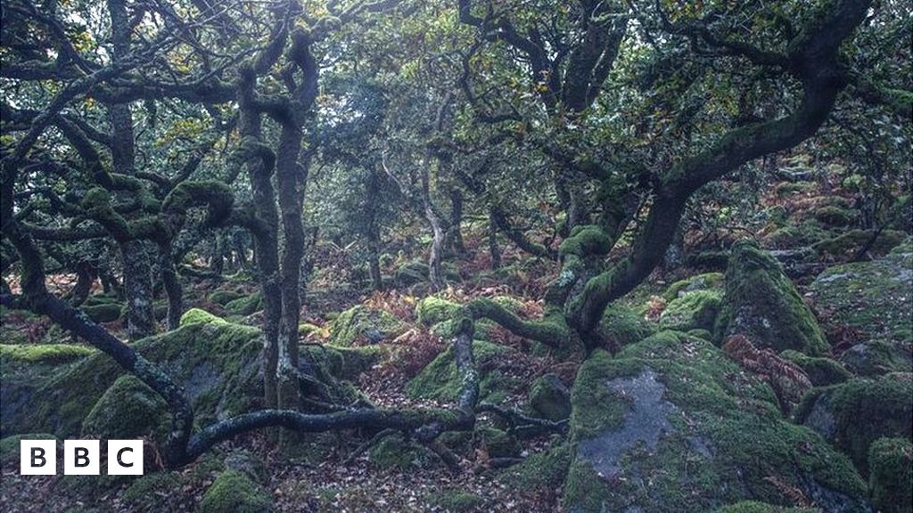 Climate change: 100,000 new trees to be planted in UK rainforests - BBC ...