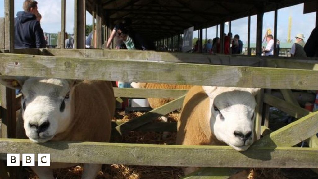 Cyhoeddi £243m ar gyfer y sector amaeth yn 2020 - BBC Cymru Fyw