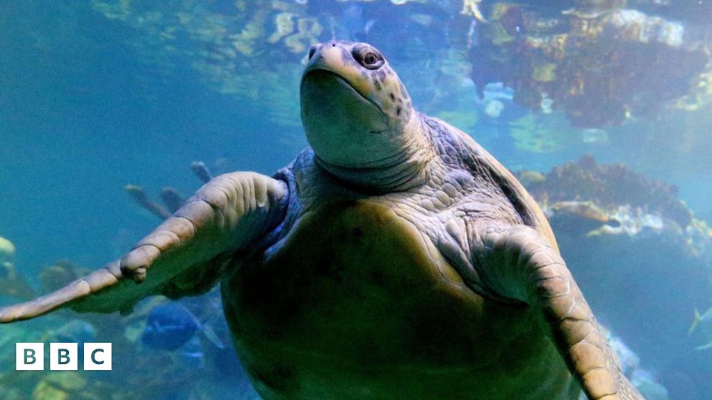The 'iconic' 95-year-old Myrtle the turtle gets health check - BBC ...