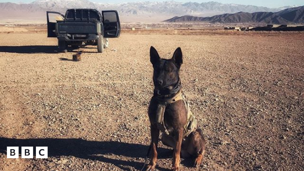 Hero dog given medal after saving soldiers' lives - BBC Newsround