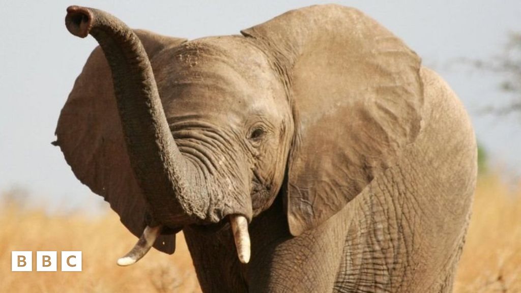 Big animals move slower than small ones to avoid getting too hot study ...