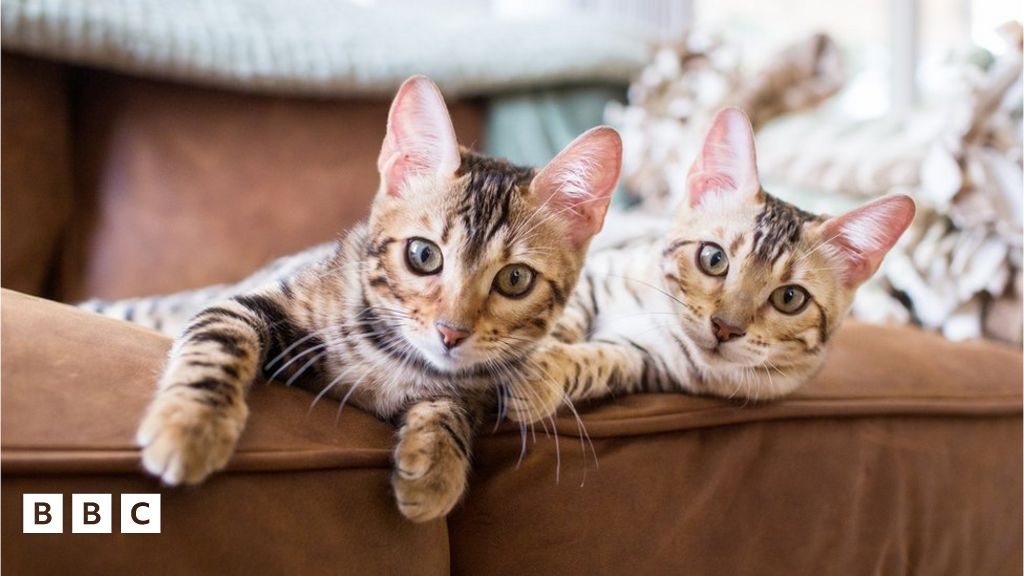 Cats: Study suggests felines remember each other's names - BBC Newsround