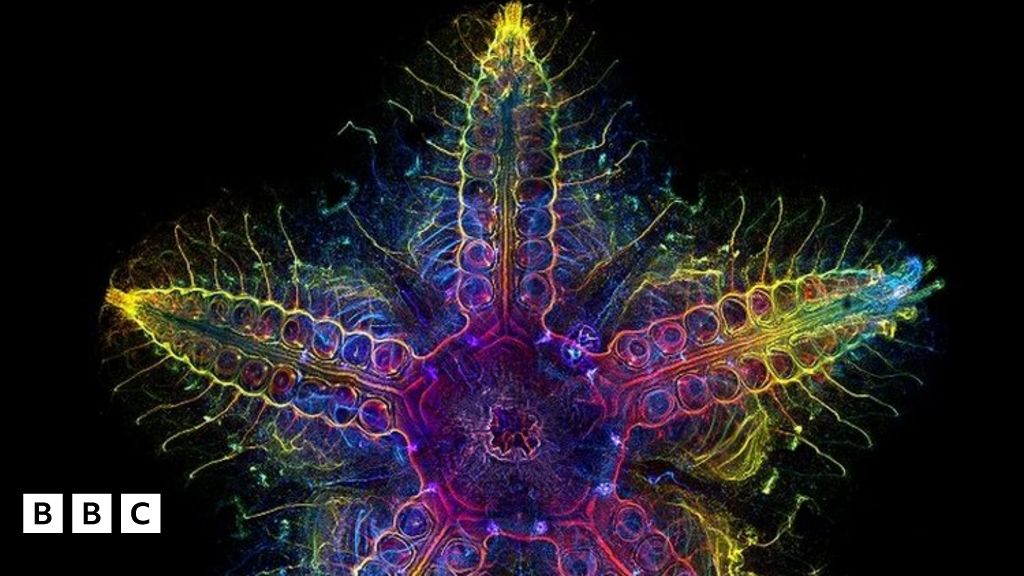 When art meets science, check out these neon pics from under the ...