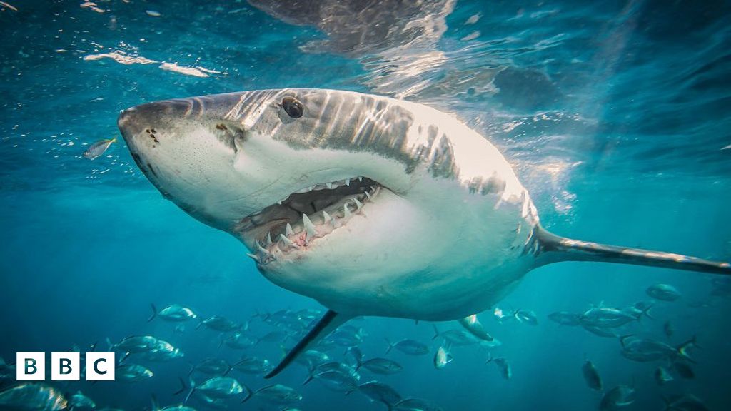How sharks are helping to save the oceans - BBC Newsround