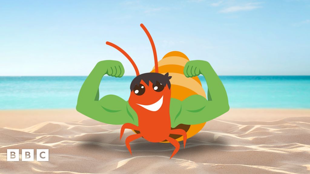 Meet Hulk the Hermit Crab! - BBC Newsround
