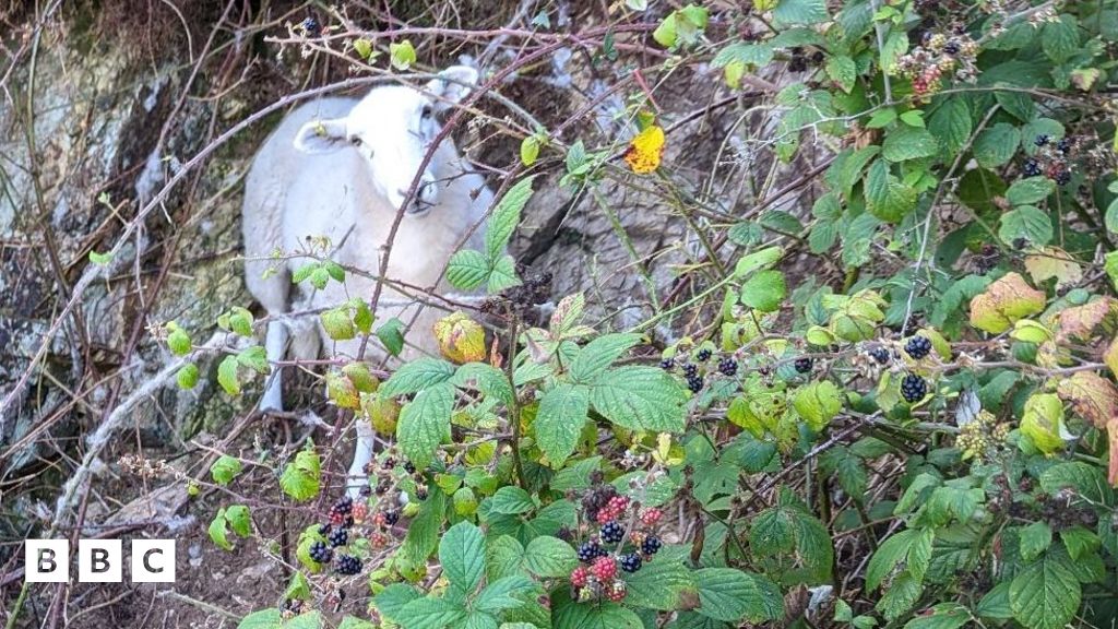 Achub dafad o fynydd trwy frefu i ganfod ei lleoliad - BBC Cymru Fyw