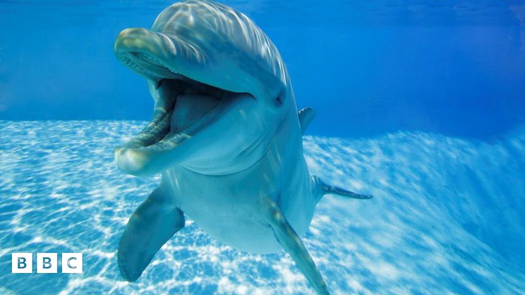 Bottlenose dolphins 'smile' at friends when they play - BBC Newsround