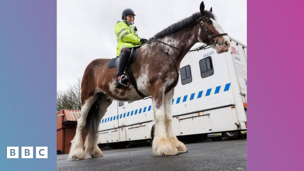Meet Trooper - one of the UK's largest police horses! - BBC Newsround
