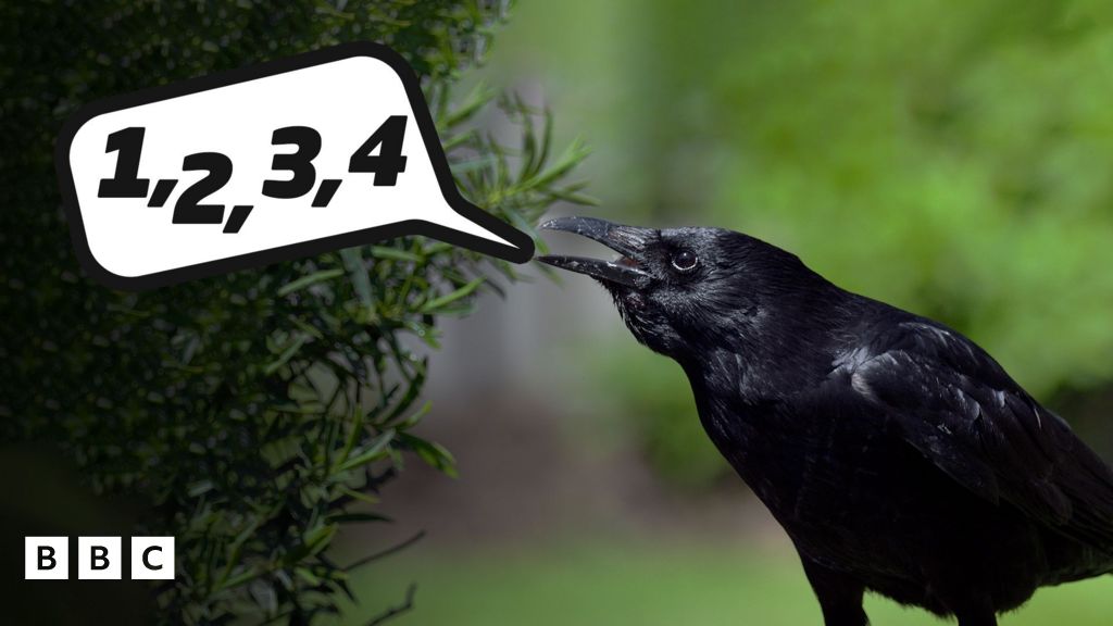 The smart crows that can count numbers 'out loud' - BBC Newsround
