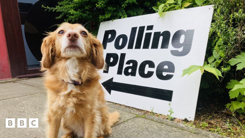 General election 2024: Check out these dogs at polling stations - BBC ...