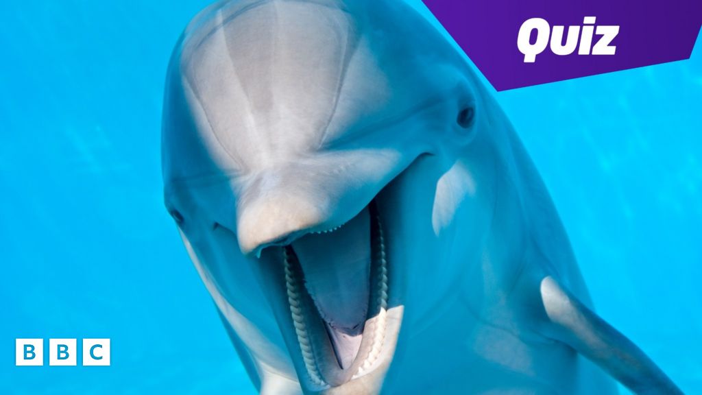 World Oceans Day: Take our quiz to see how well you know our oceans ...