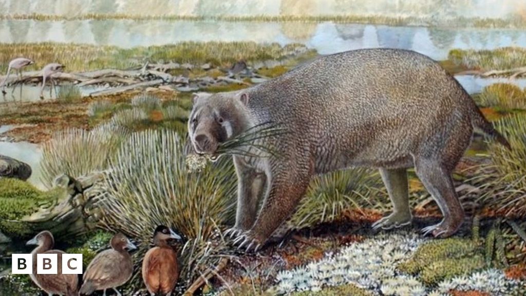 Mega-wombat the size of a bear discovered! - BBC Newsround