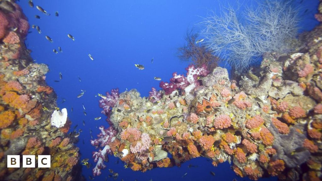 Loudspeakers are bringing fish back to coral reefs - BBC Newsround