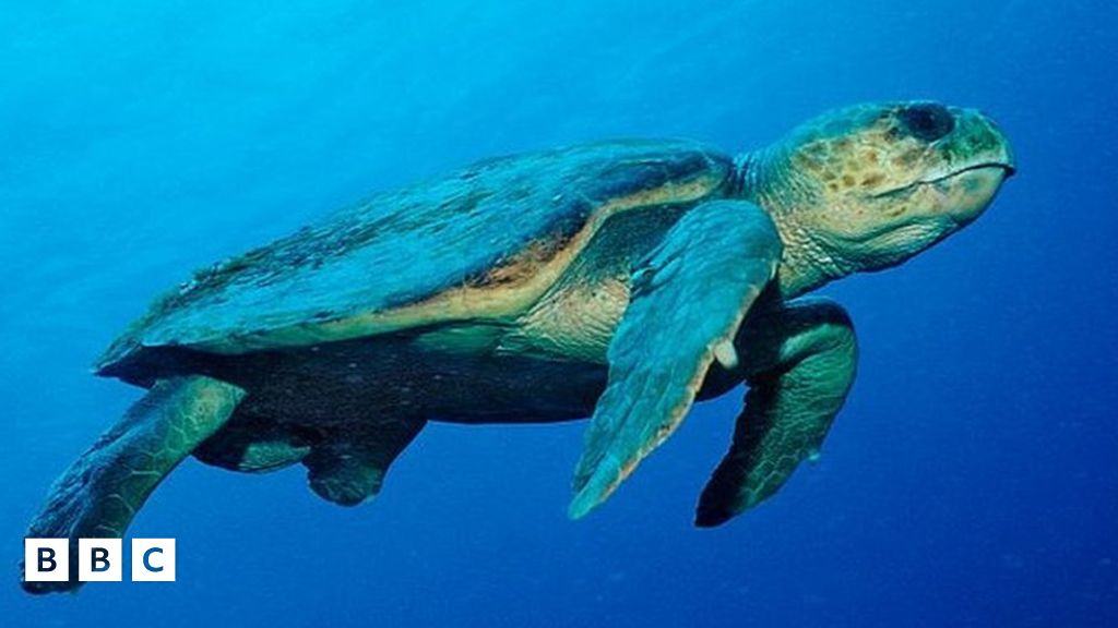 World Turtle Day 2020: How much do you know about the incredible ...