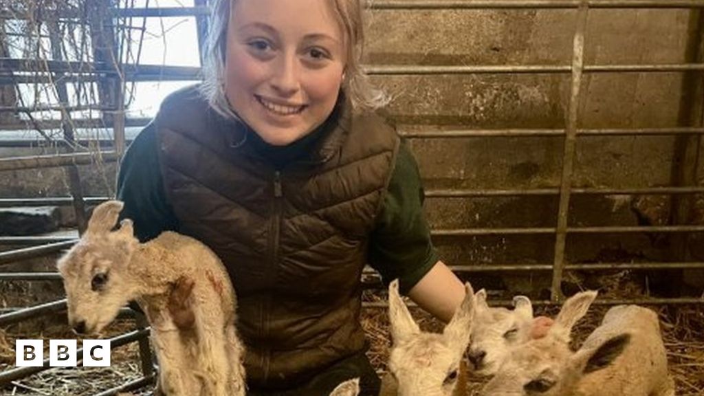 Sheep gives birth to SIX lambs on farm in Wales - BBC Newsround