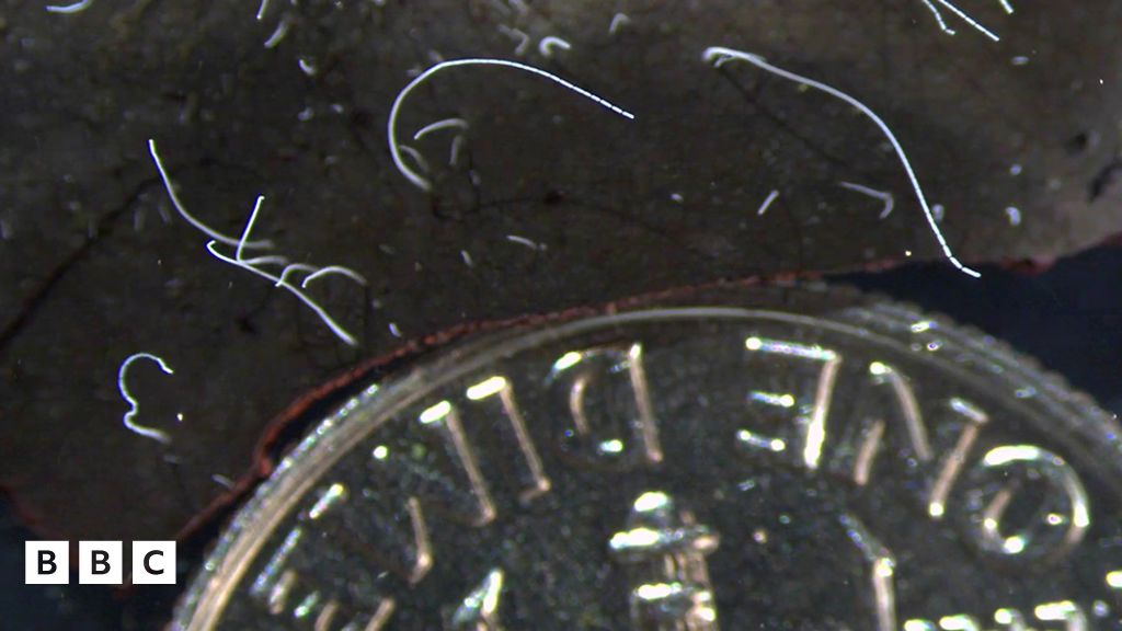 Bacterium as big as an eyelash is the largest ever discovered! - BBC ...