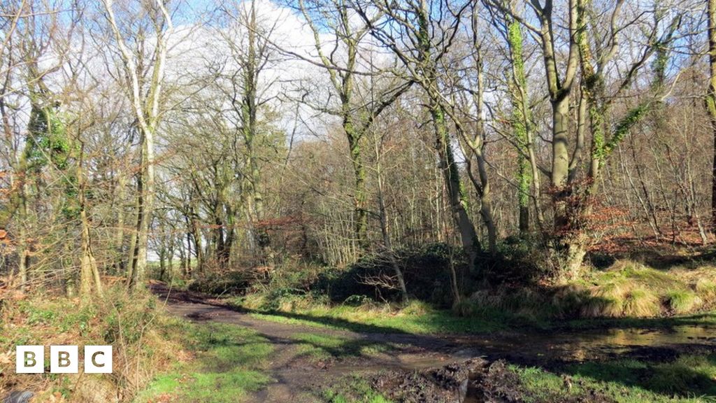 Plannu 150,000 o goed i atal llifogydd yng Nghastell-nedd - BBC Cymru Fyw