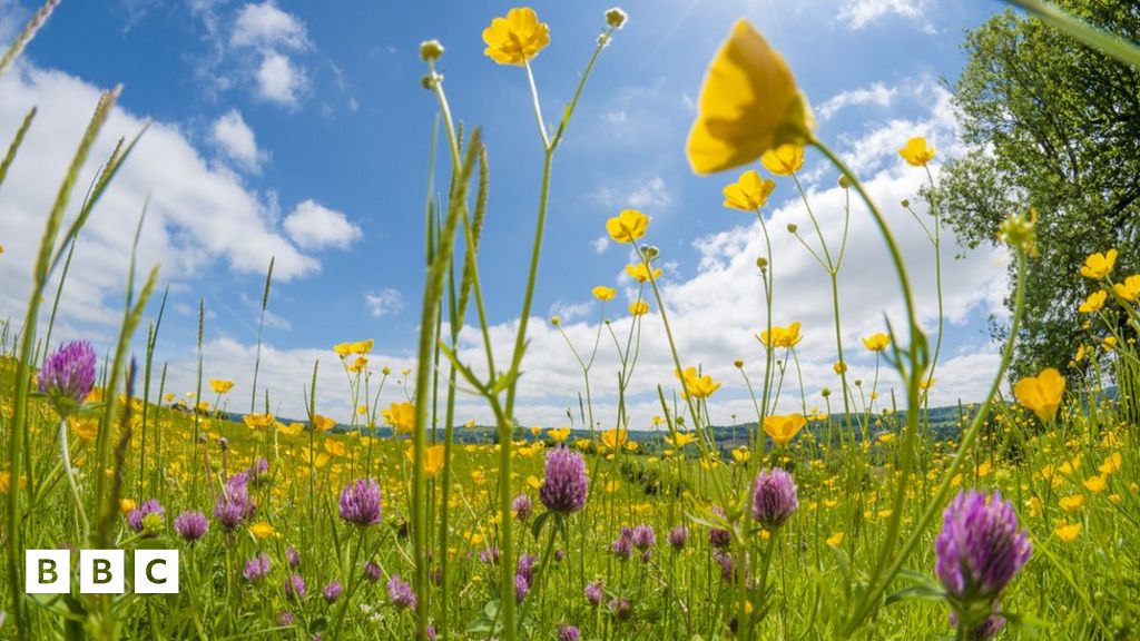 Climate Change: New nature projects to help cut UK's carbon - BBC Newsround