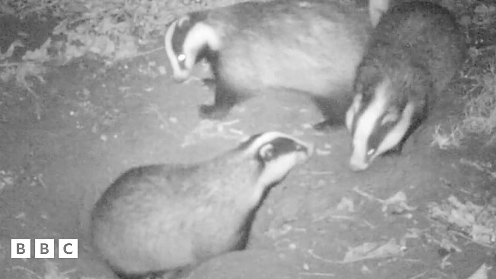 Dyn yn ennill apêl yn erbyn euogfarn hela moch daear - BBC Cymru Fyw