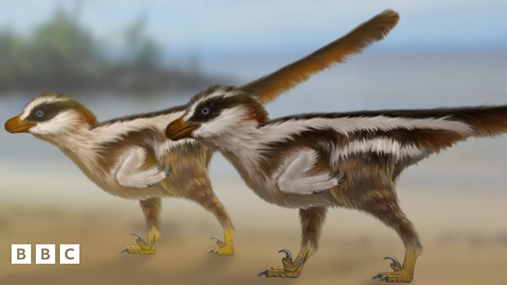 World's smallest dinosaur tracks discovered - BBC Newsround