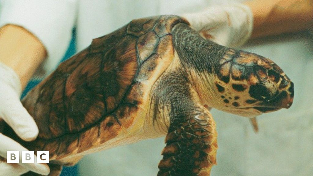 Marine Conservation Society asks for help with stranded turtles on UK ...