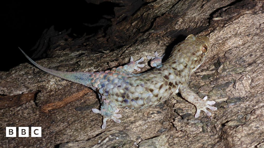 Gecko's strange tactic for escaping predators - BBC Newsround