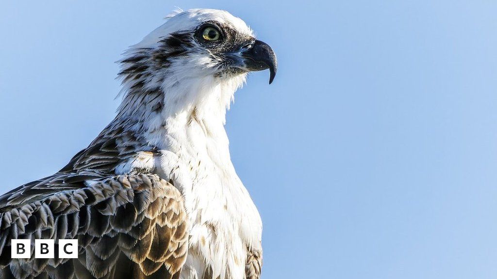 UK Wildlife: Osprey chicks 'like finding long-lost treasure - BBC Newsround