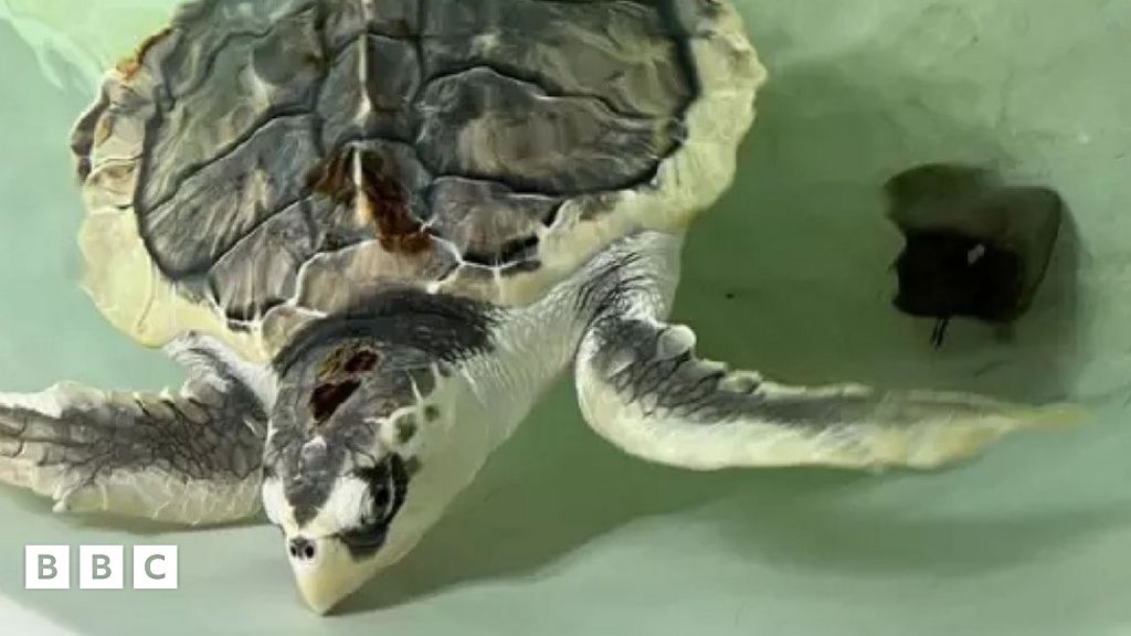 Lost sea turtle 4,000 miles from home thought to have been caught up in ...